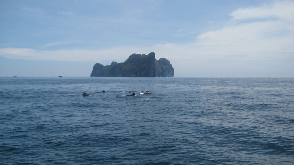 Spectacular Dolphin Display Delights Maritime Officials in Satun ...